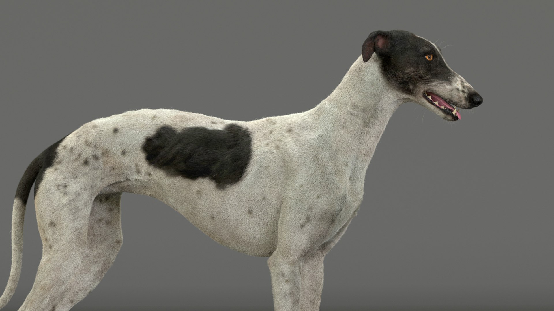 3D Realistic Greyhound Fur Model - TurboSquid 1550971