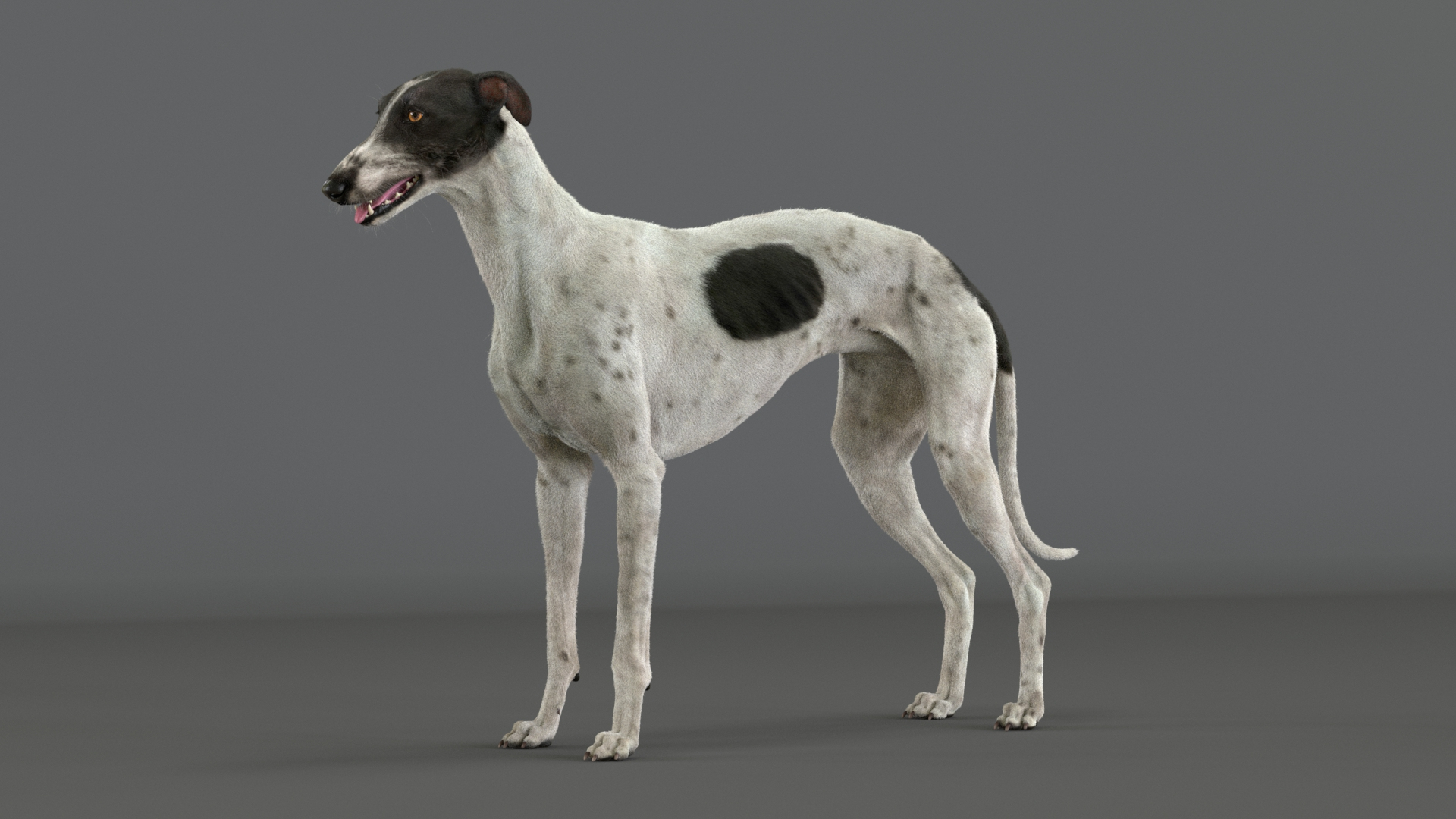 3D Realistic Greyhound Fur Model - TurboSquid 1550971