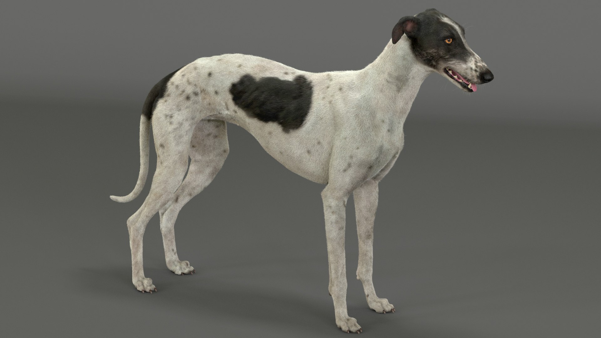 3D realistic greyhound fur model - TurboSquid 1550971
