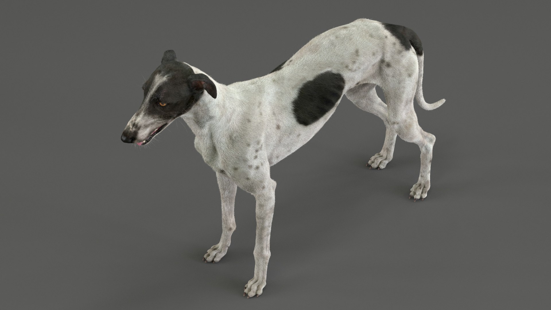 3D Realistic Greyhound Fur Model - TurboSquid 1550971