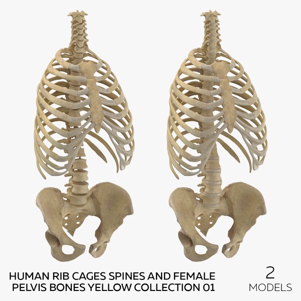 Human Rib Cages Spines and Female Pelvis Bones Yellow Collection 01 - 2 models 3D 모델 ...
