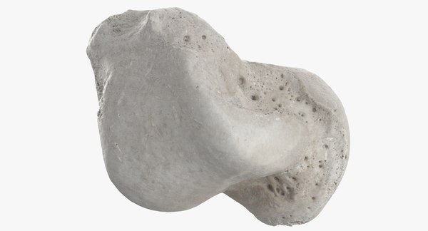 3D real talus bone 01 - TurboSquid 1662405