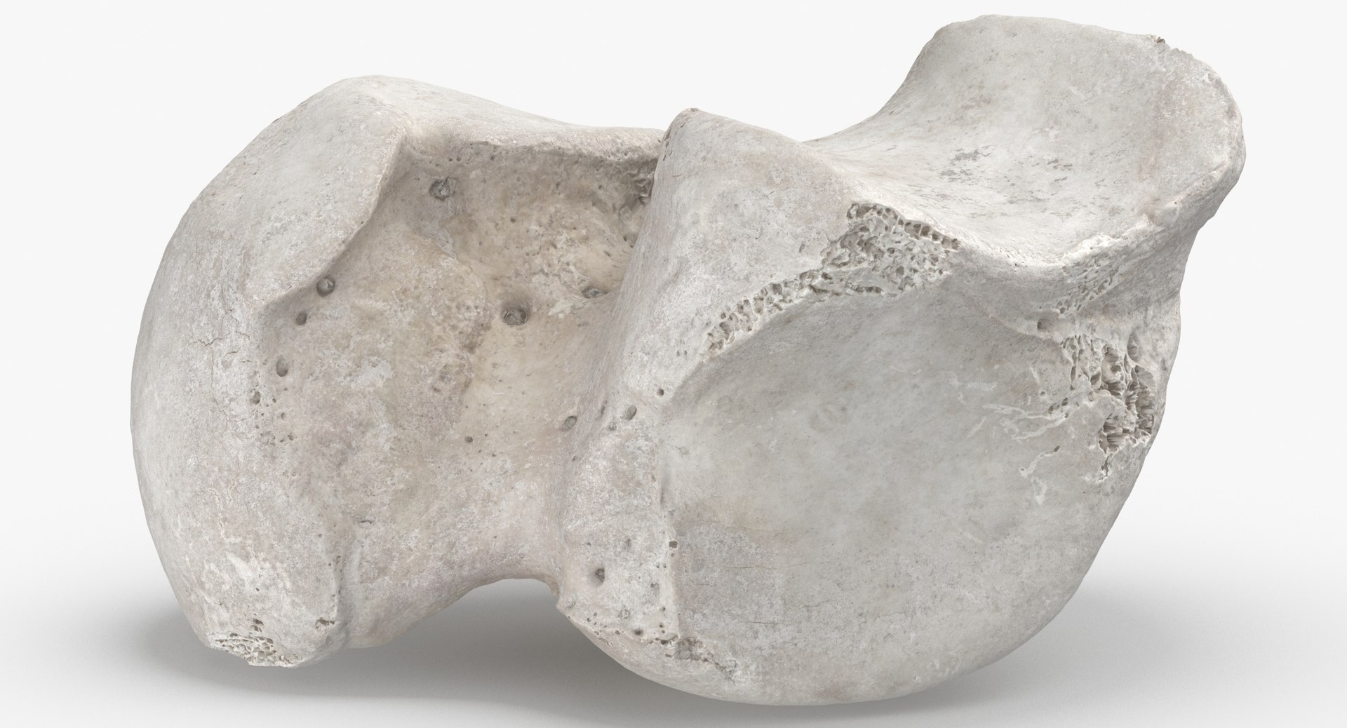 3D Real Talus Bone 01 - TurboSquid 1662405