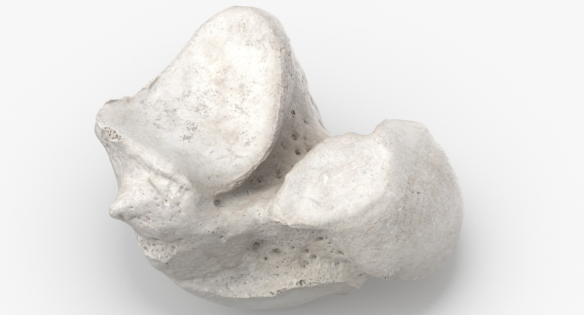 3D Real Talus Bone 01 - TurboSquid 1662405