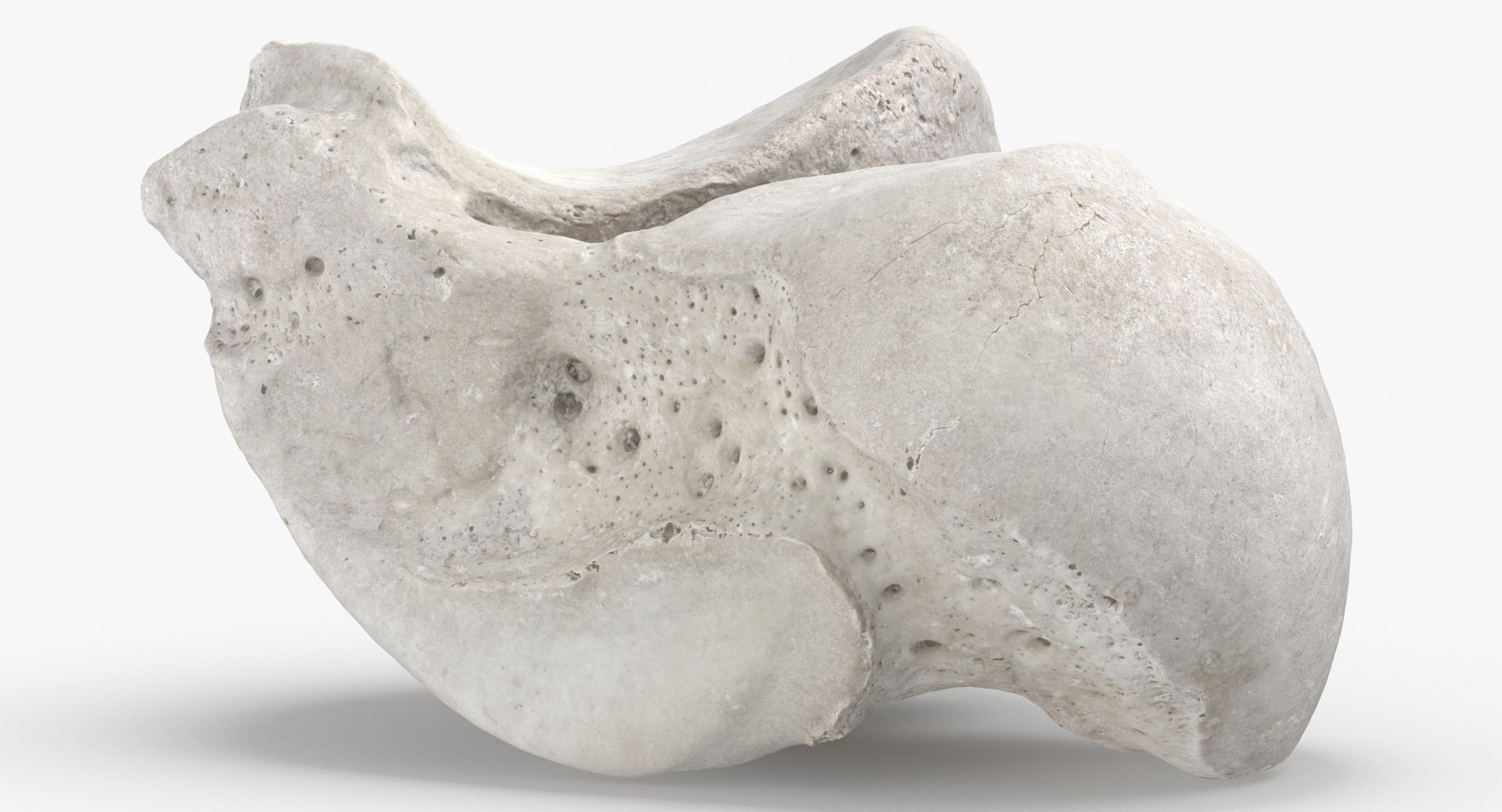 3D Real Talus Bone 01 - TurboSquid 1662405