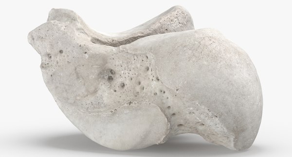 3D real talus bone 01 - TurboSquid 1662405