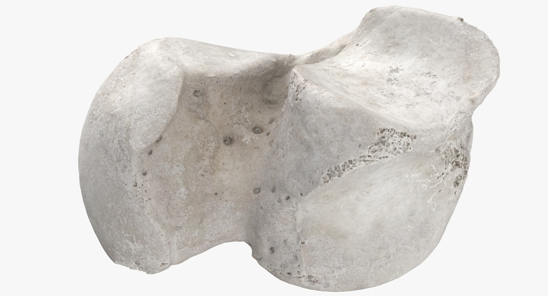 3D Real Talus Bone 01 - TurboSquid 1662405