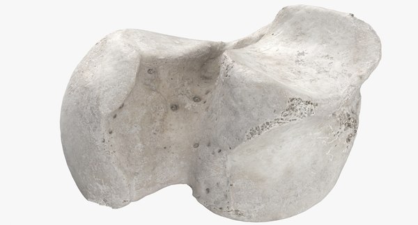 3D real talus bone 01 - TurboSquid 1662405