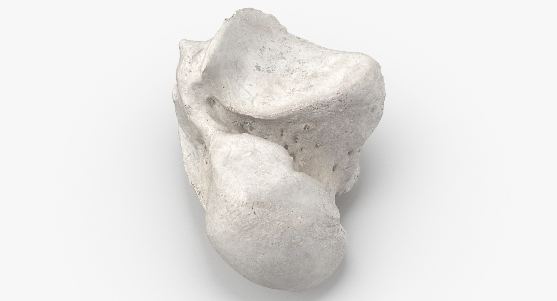 3D Real Talus Bone 01 - TurboSquid 1662405