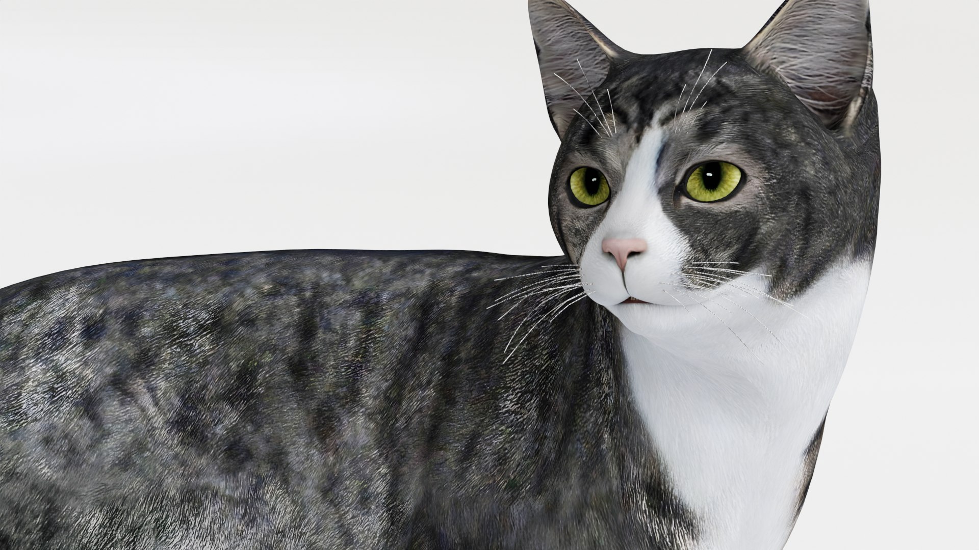 3D Realistic Cat - TurboSquid 1975915