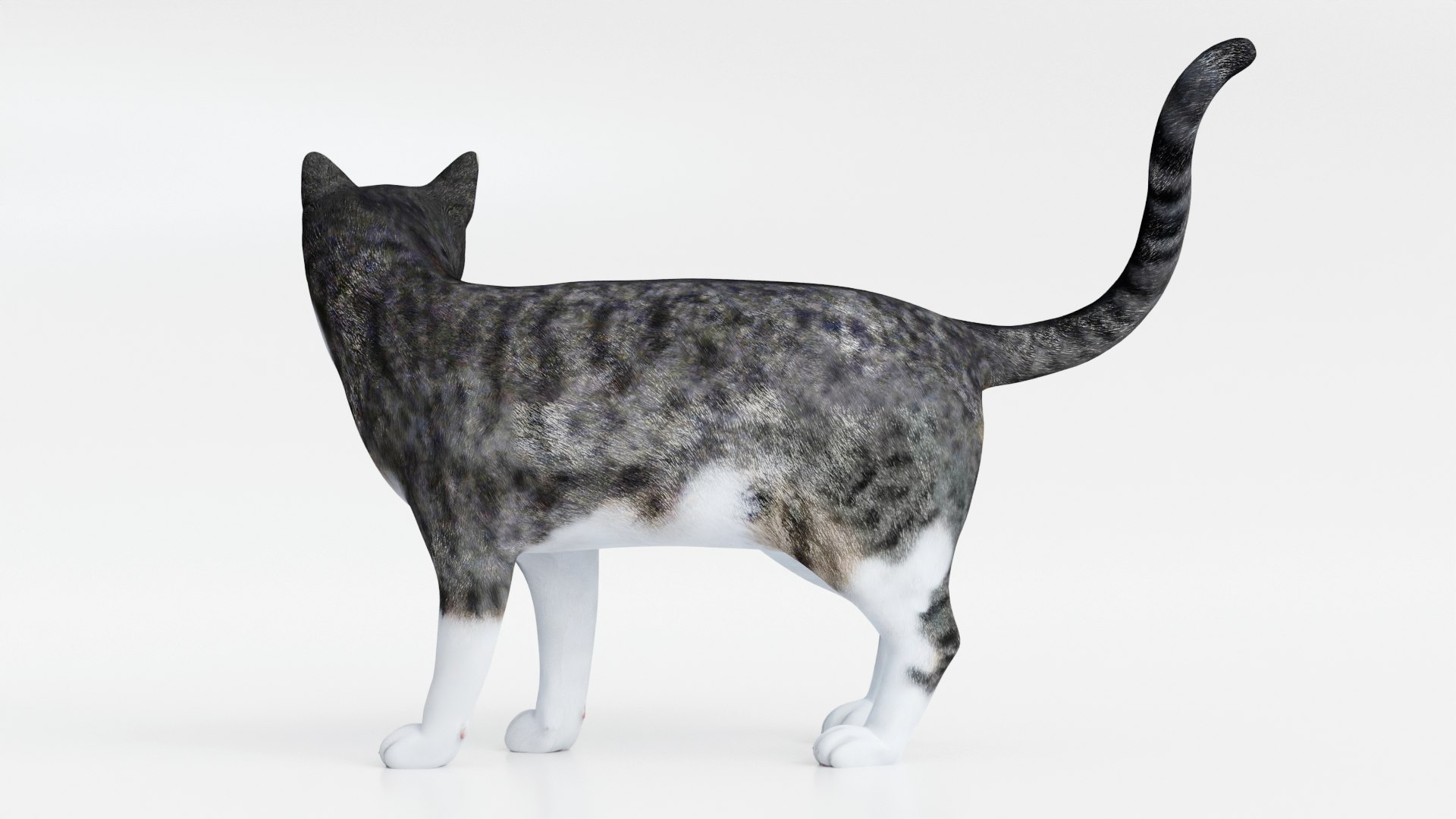 3D Realistic Cat - TurboSquid 1975915