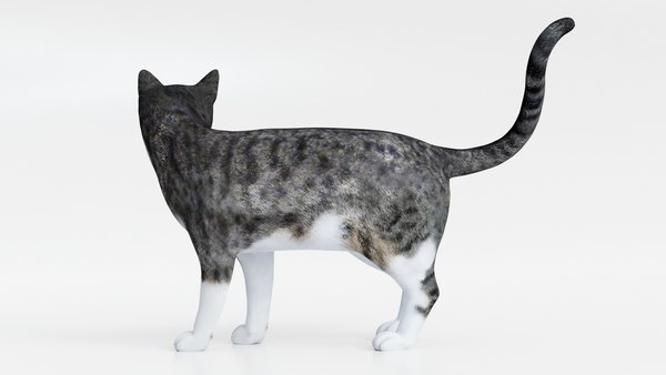 modelo 3d gato realista - TurboSquid 1975915