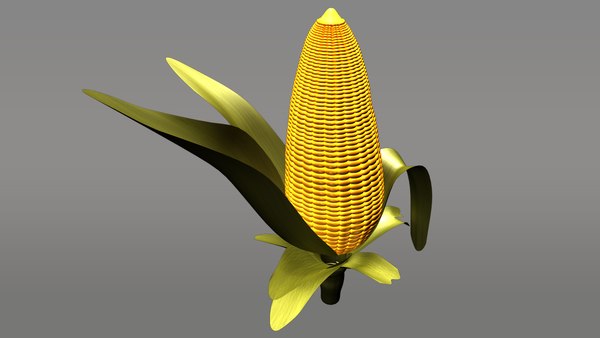 maize corn grain 3d model