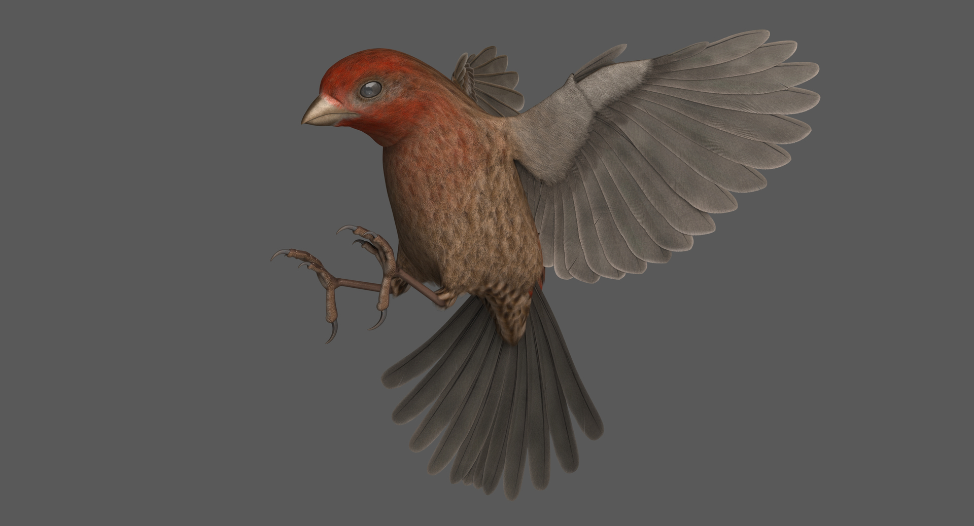 3D model house finch animation 2 - TurboSquid 1386928