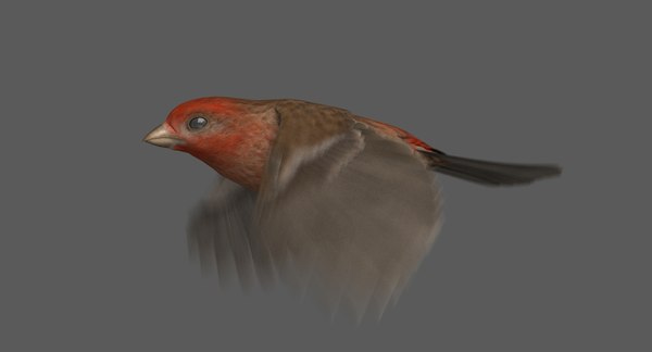 3D model house finch animation 2 - TurboSquid 1386928