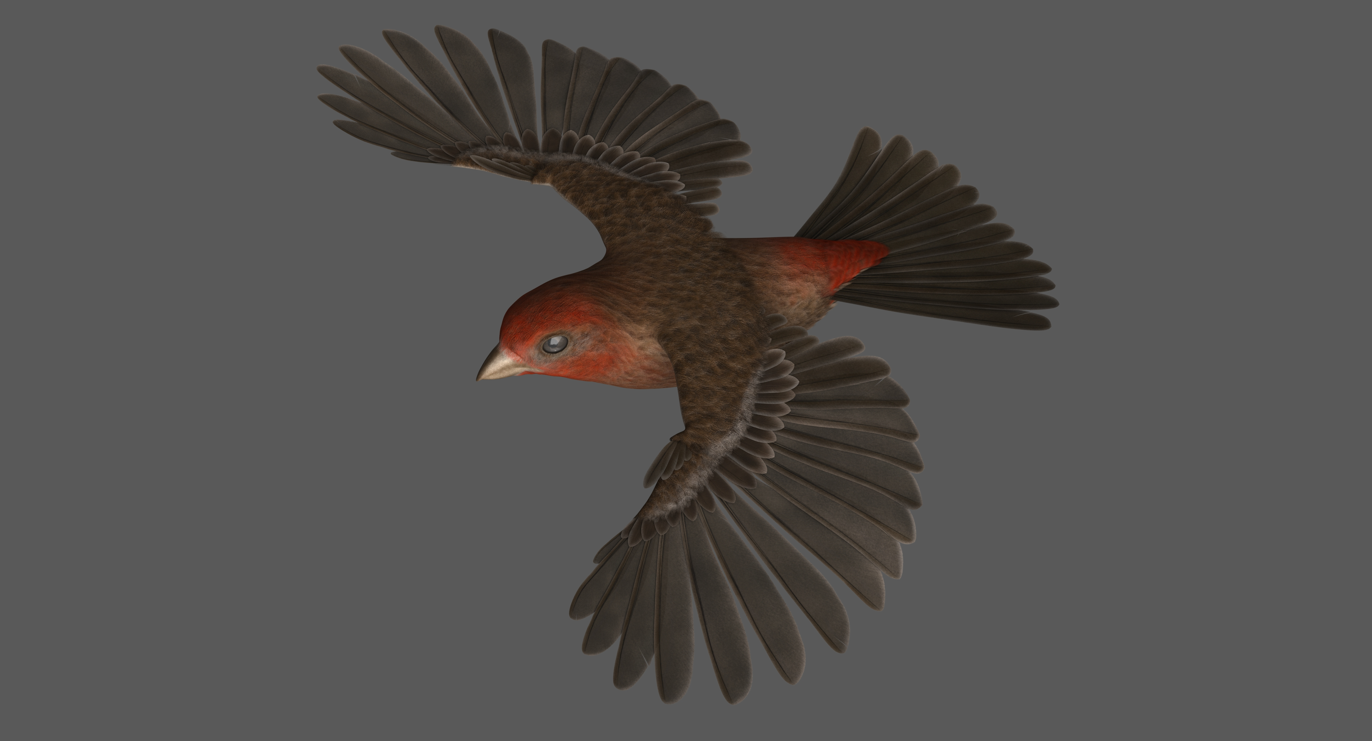 3D model house finch animation 2 - TurboSquid 1386928