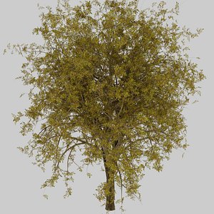 3D Sapling Models - Browse & Download Formats - TurboSquid