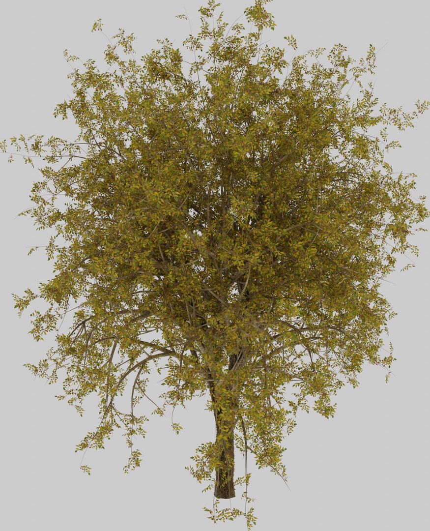 3D model Tree Collection - Blender Sapling - TurboSquid 1722158