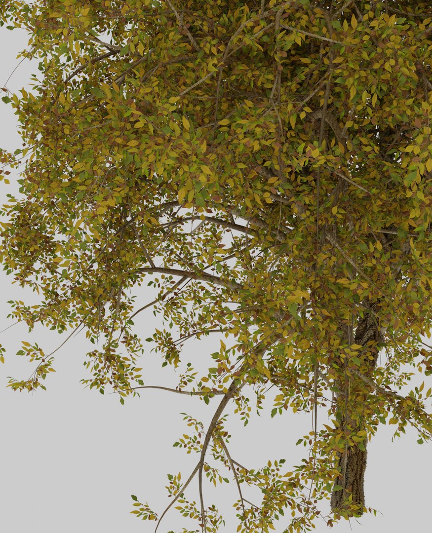 3D model Tree Collection - Blender Sapling - TurboSquid 1722158
