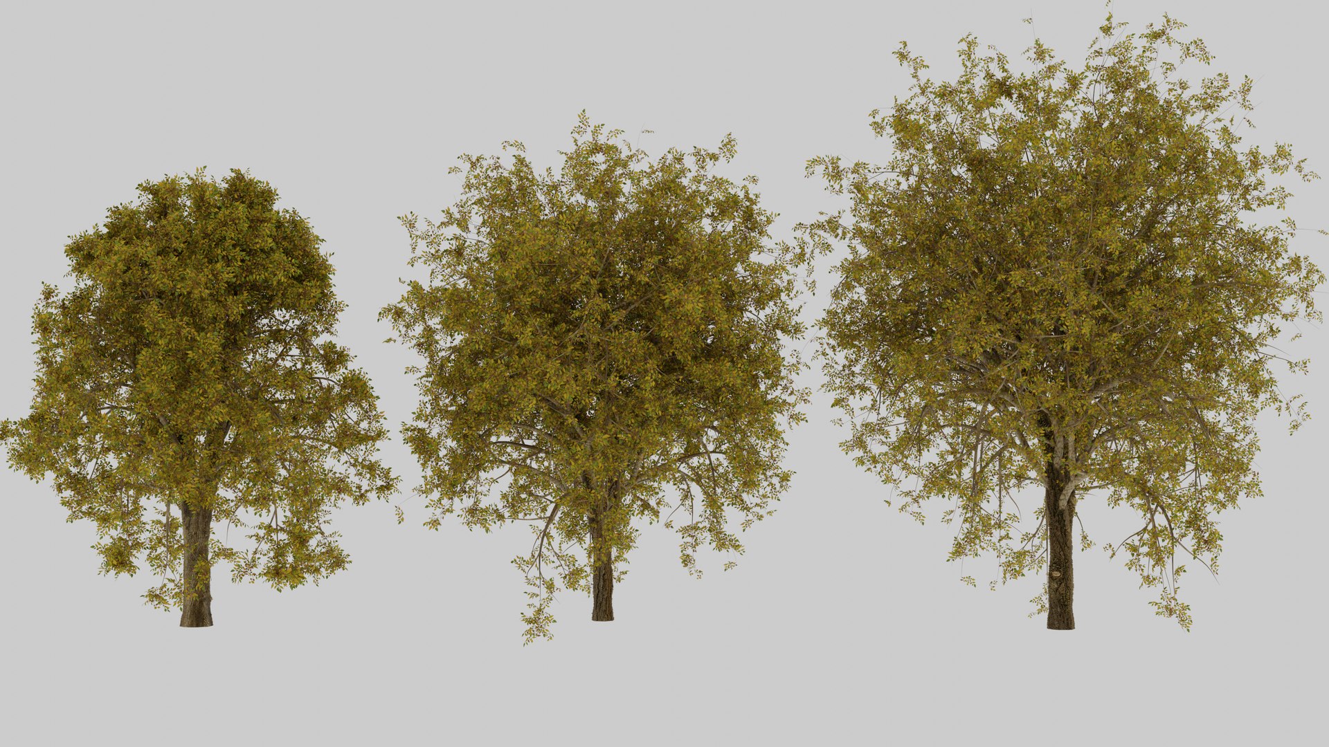 3D model Tree Collection - Blender Sapling - TurboSquid 1722158