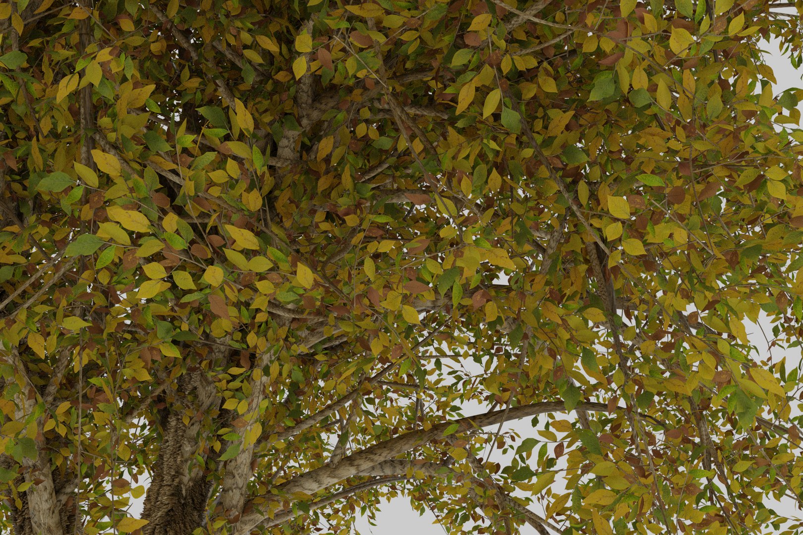 3D model Tree Collection - Blender Sapling - TurboSquid 1722158