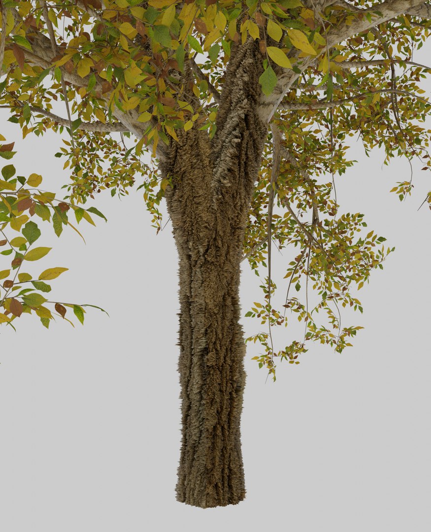 3D model Tree Collection - Blender Sapling - TurboSquid 1722158
