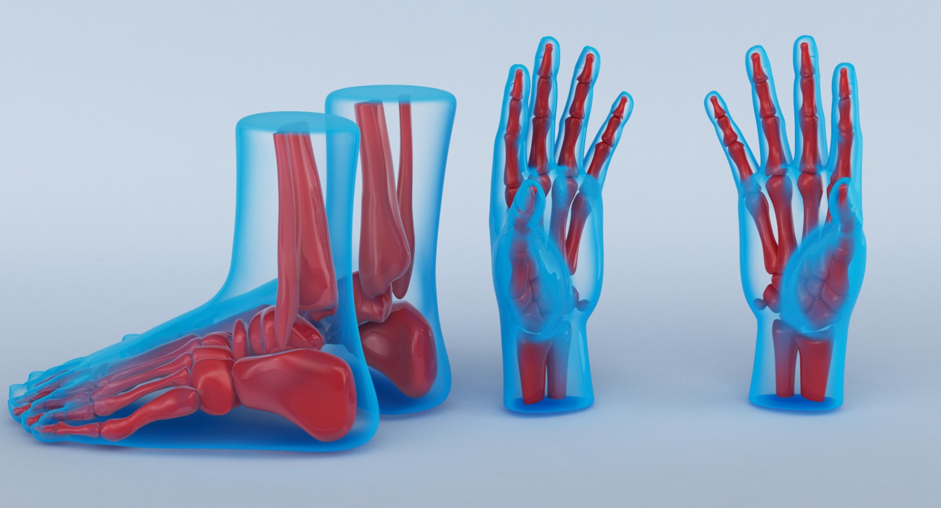 hand foot anatomy 3d model