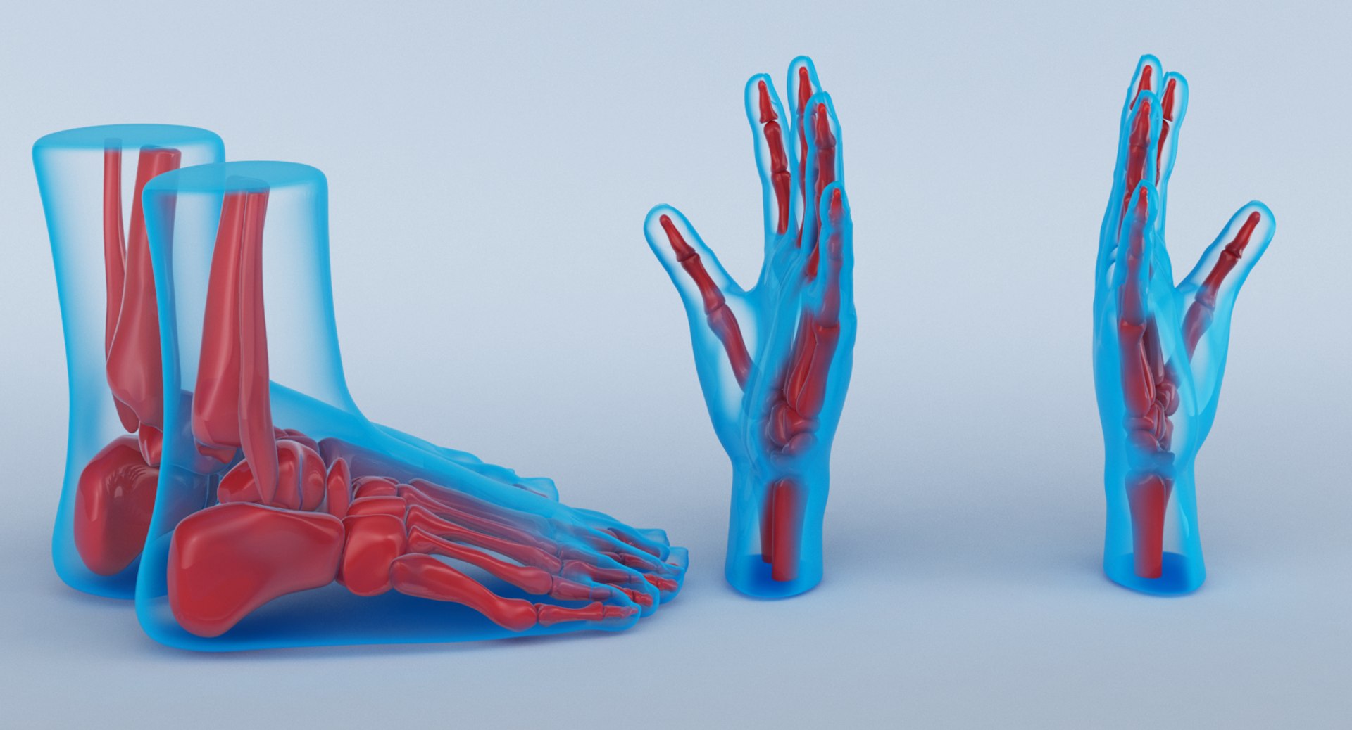 hand foot anatomy 3d model
