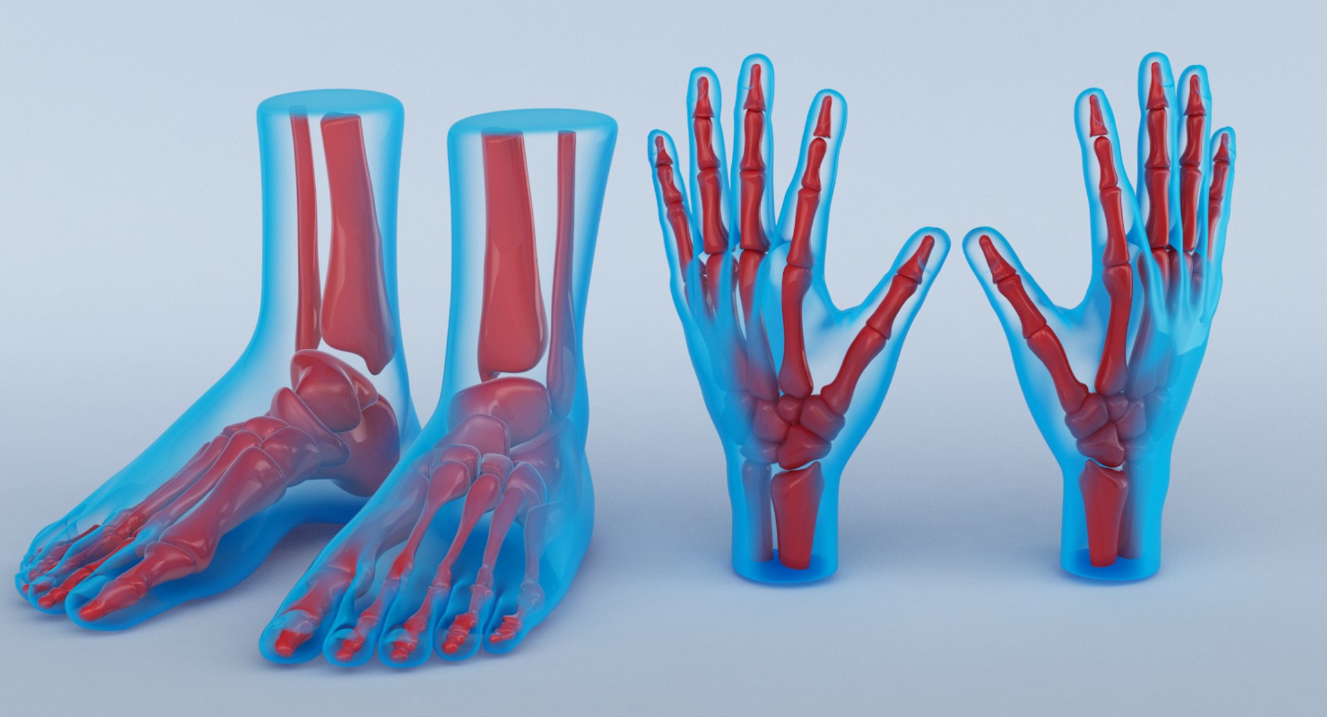 hand foot anatomy 3d model