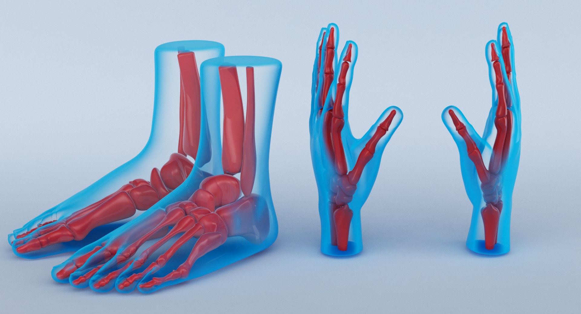 hand foot anatomy 3d model