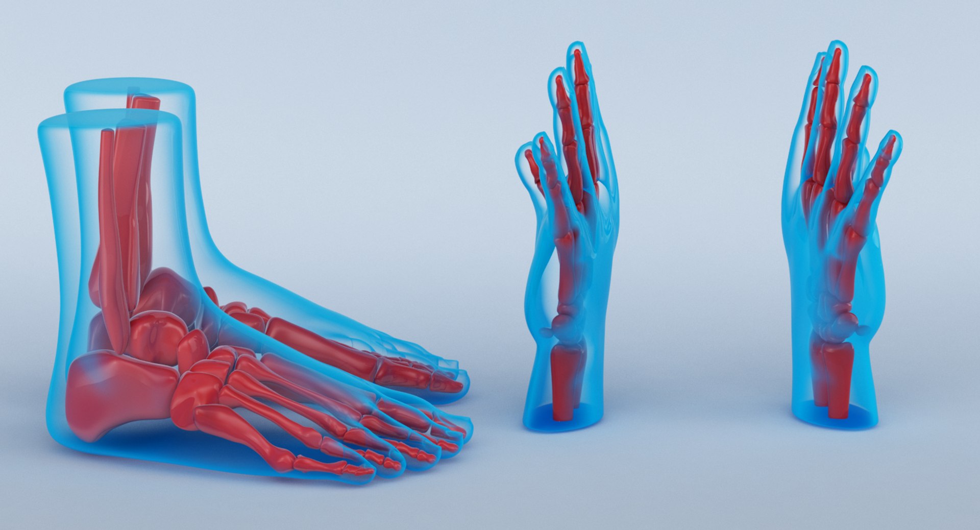 hand foot anatomy 3d model