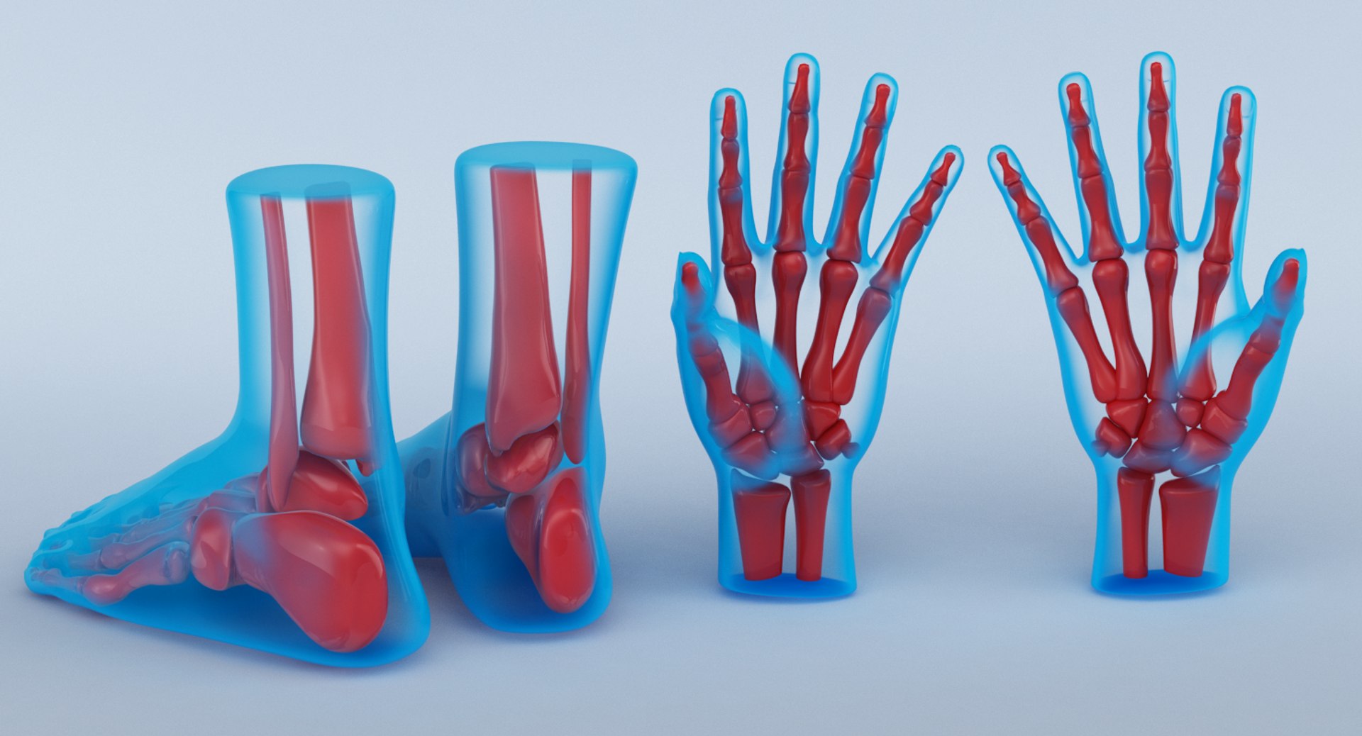hand foot anatomy 3d model