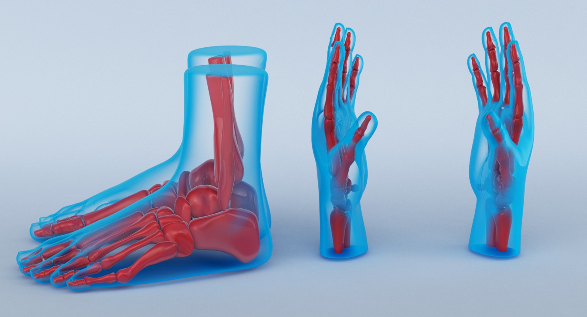 hand foot anatomy 3d model