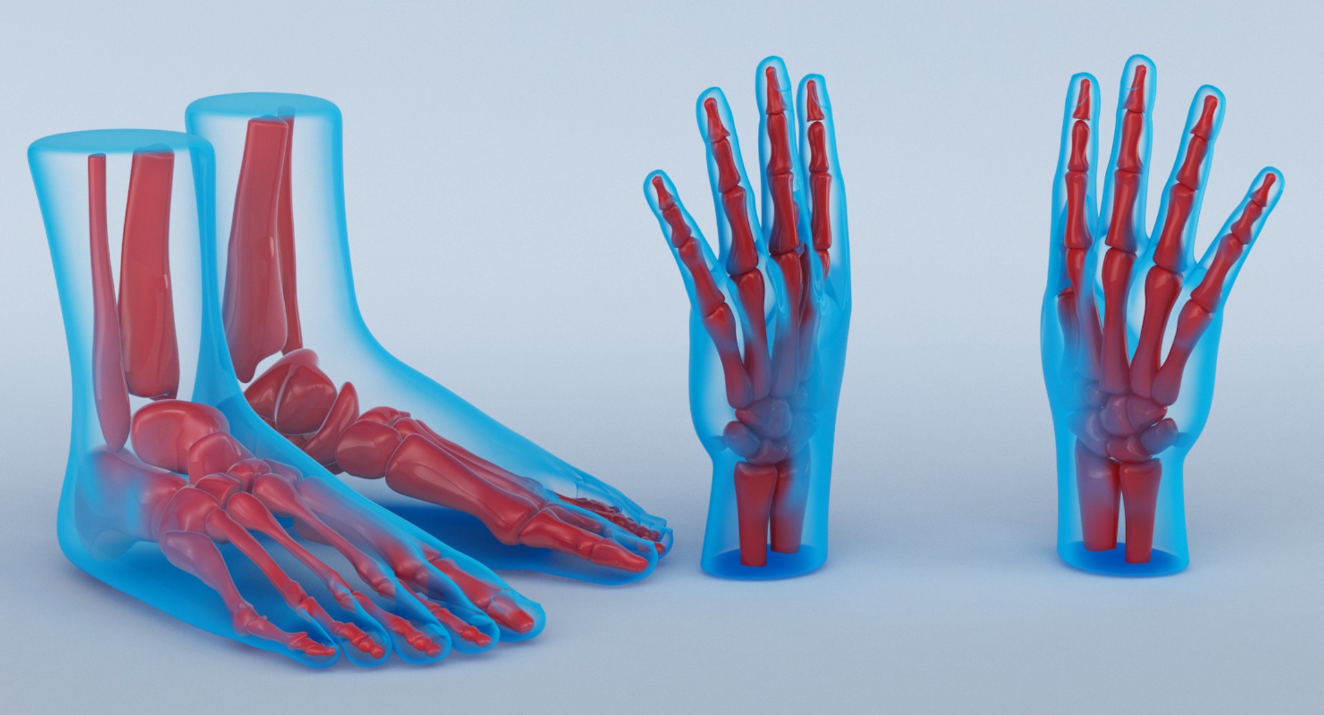 hand foot anatomy 3d model