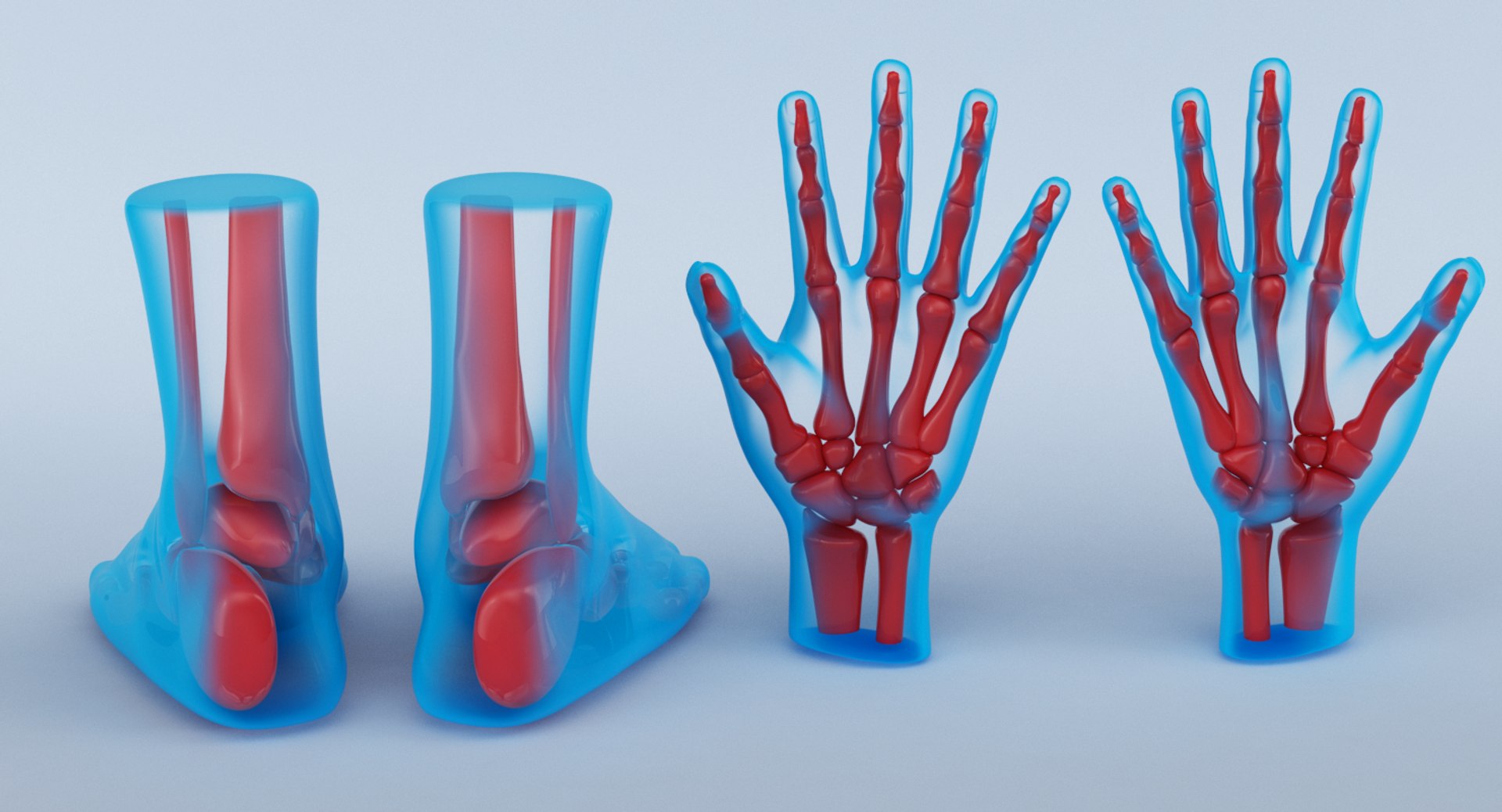 hand foot anatomy 3d model