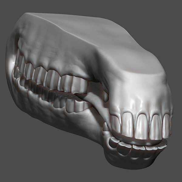 Animal Teeth 3D Models for Download | TurboSquid