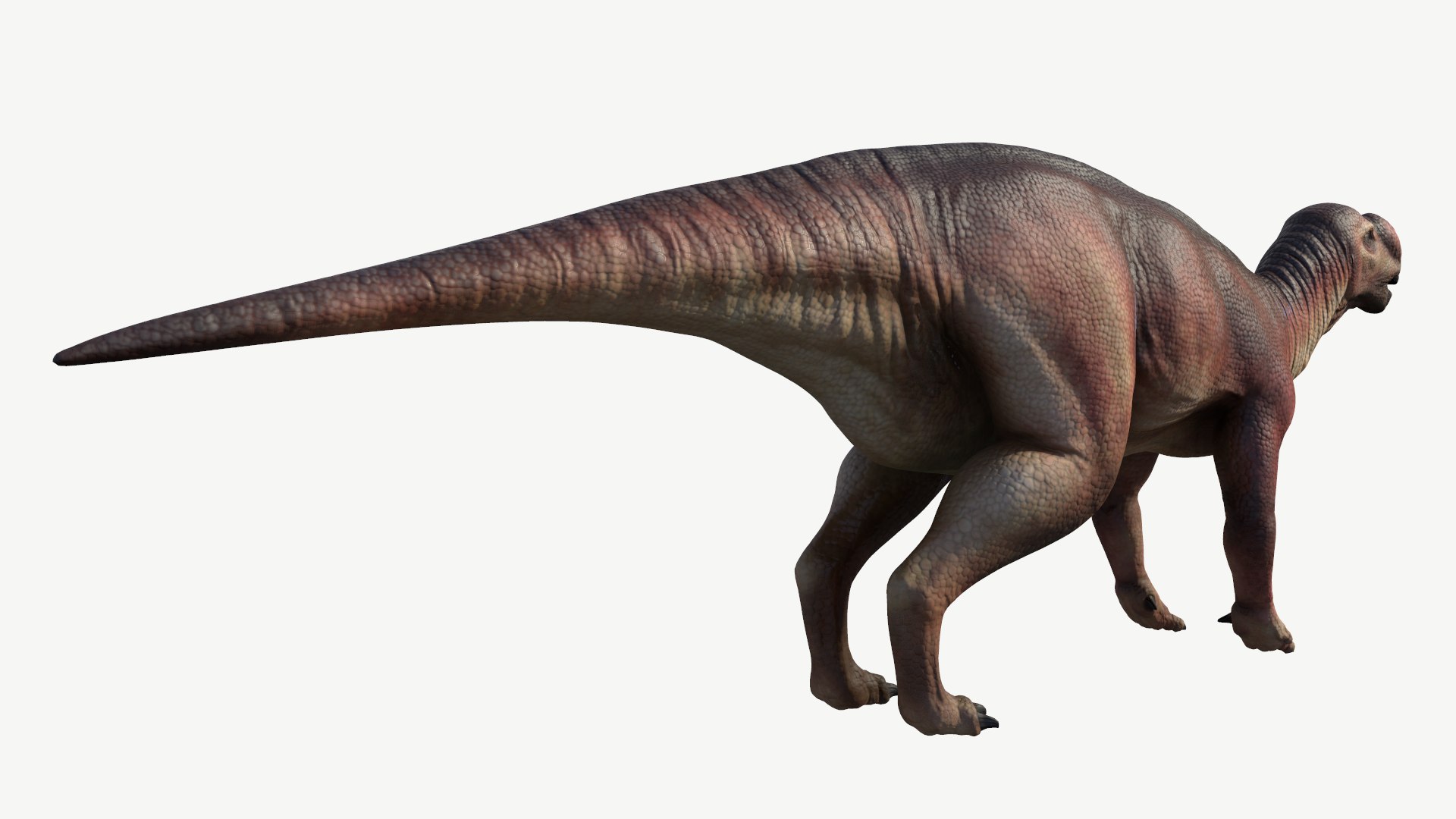 Muttaburrasaurus 3D Model - TurboSquid 1164480