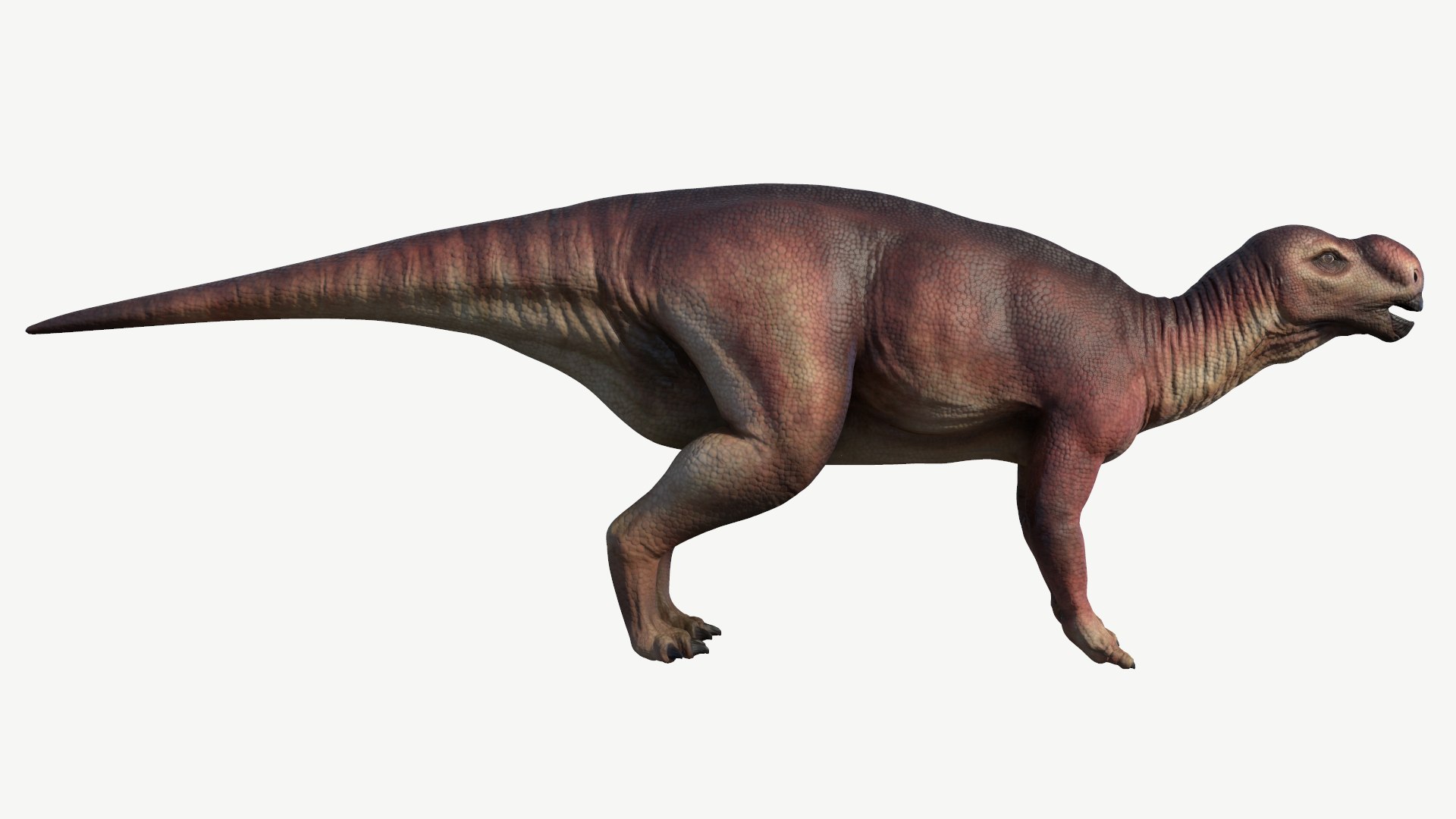 Muttaburrasaurus 3D Model - TurboSquid 1164480