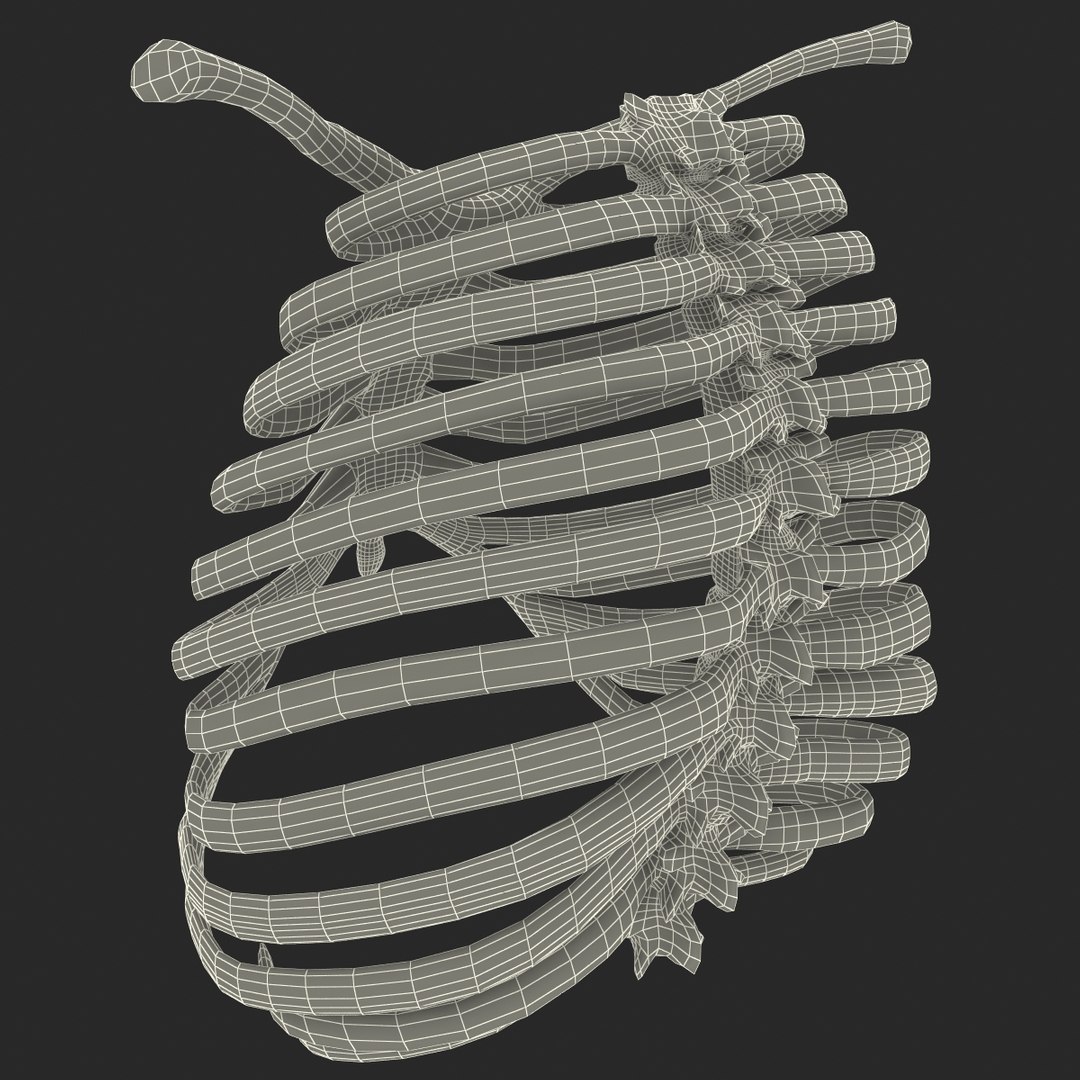 Rib Cage 3d C4d