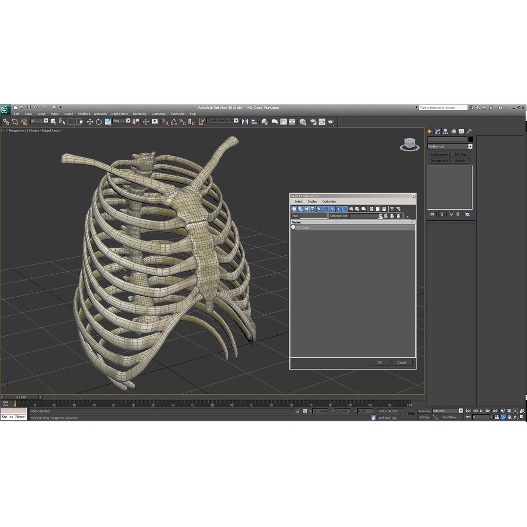 Rib Cage 3d C4d