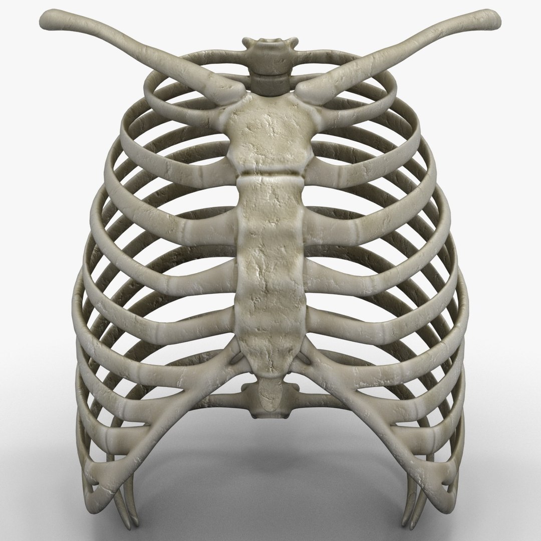 Rib Cage 3d C4d