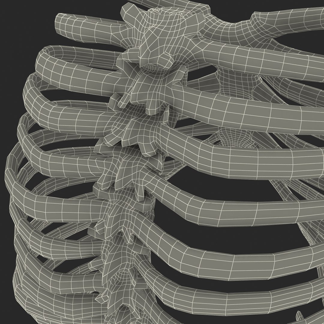 Rib Cage 3d C4d