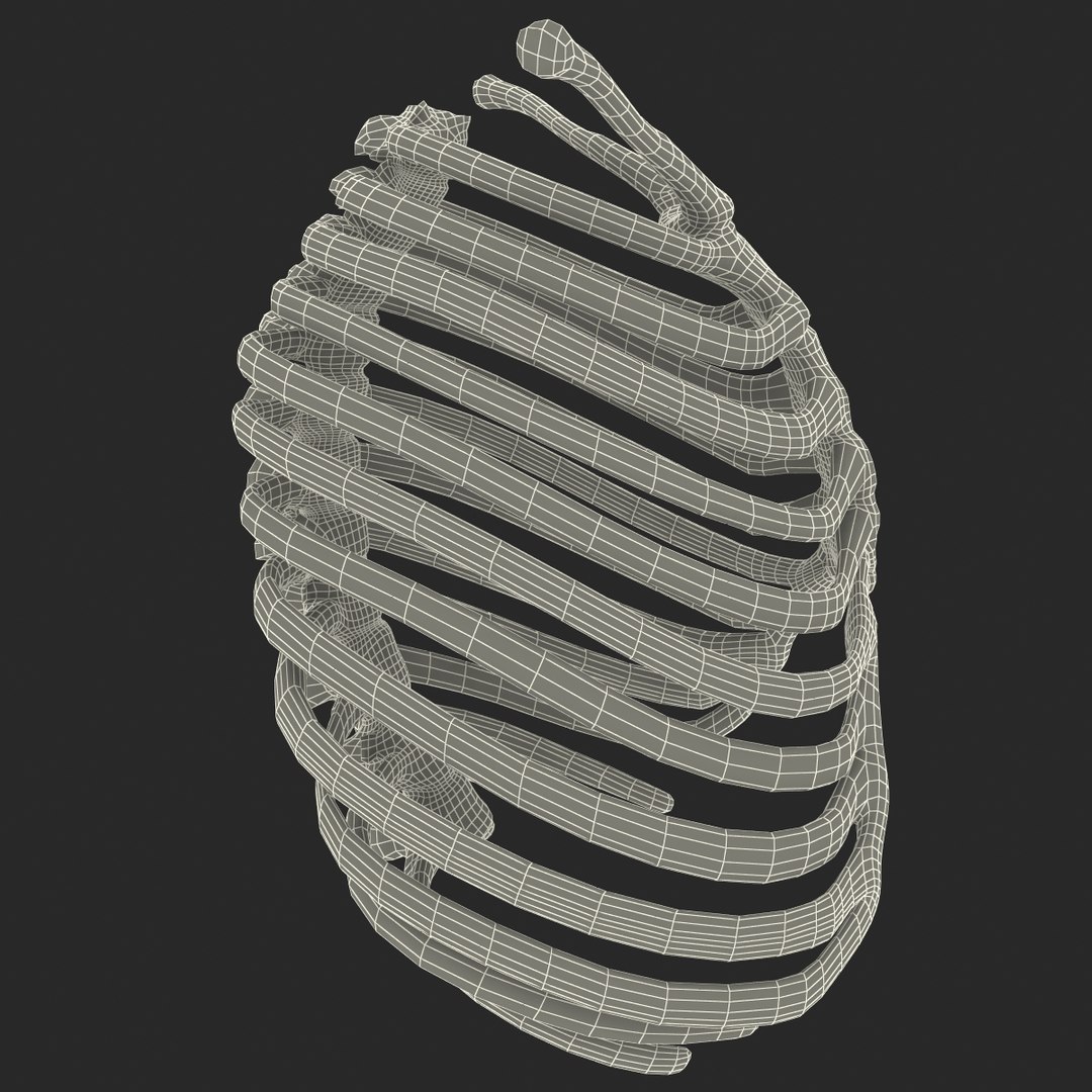 Rib Cage 3d C4d