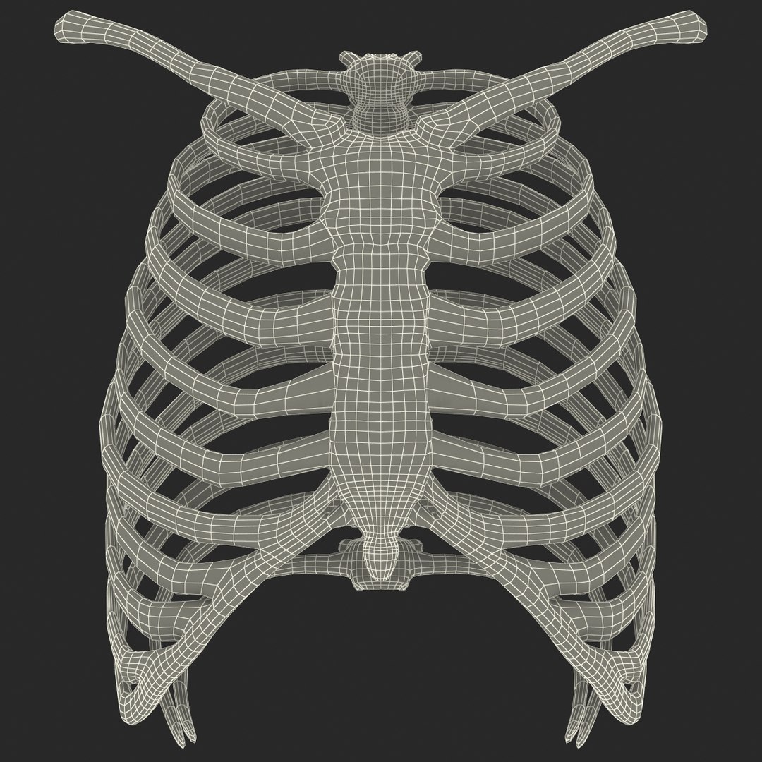 Rib Cage 3d C4d