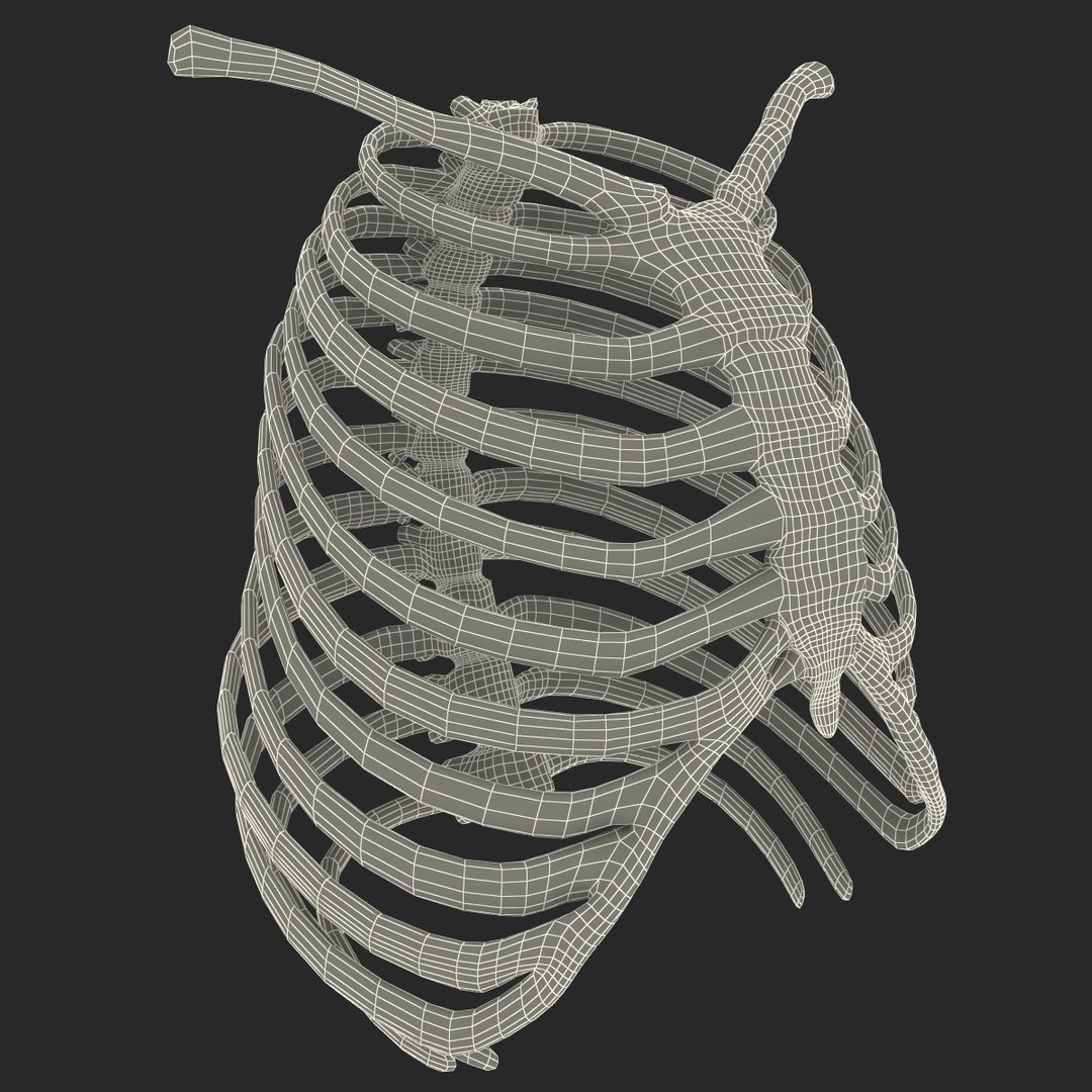 Rib Cage 3d C4d