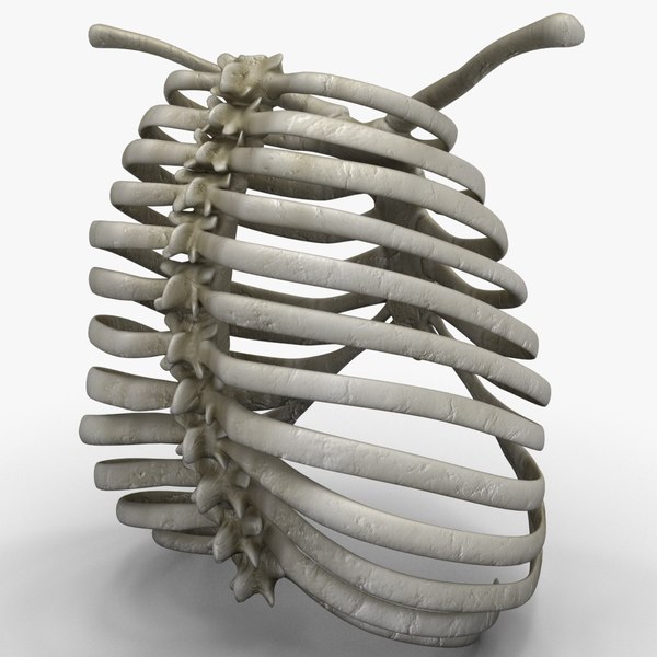 rib cage 3d c4d