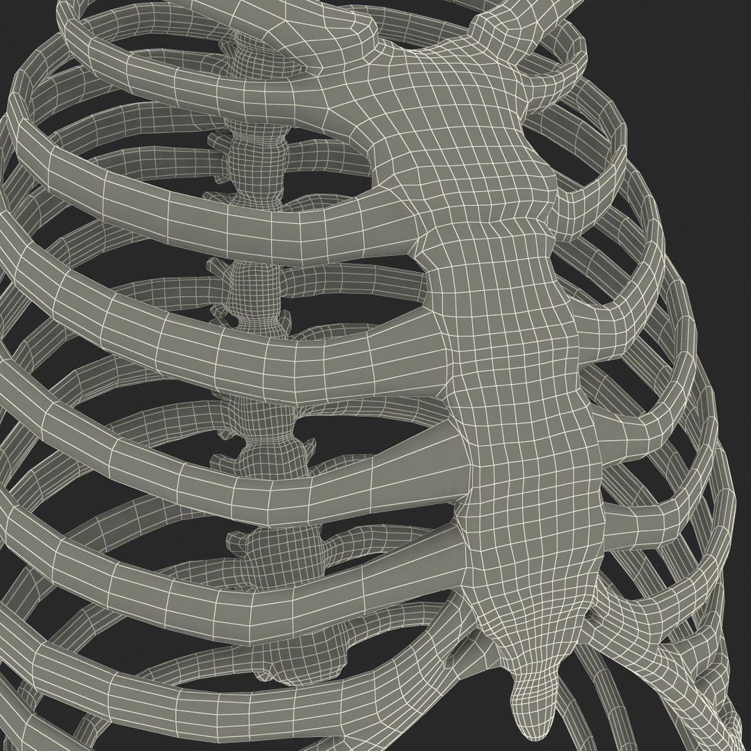 Rib Cage 3d C4d