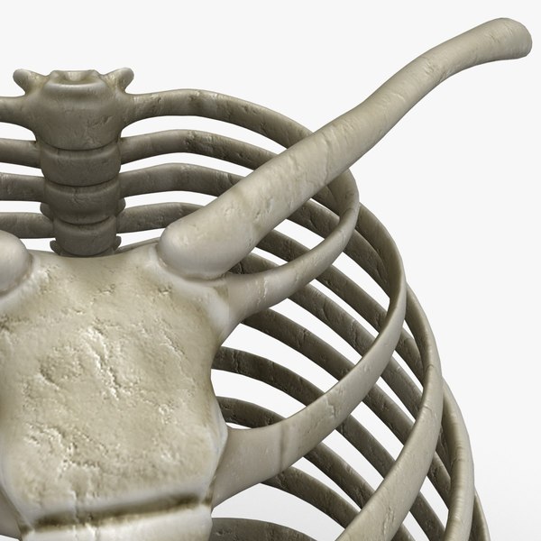 rib cage 3d c4d