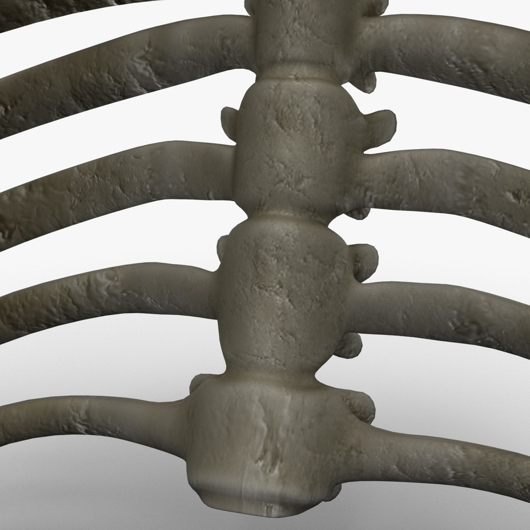 Rib Cage 3d C4d