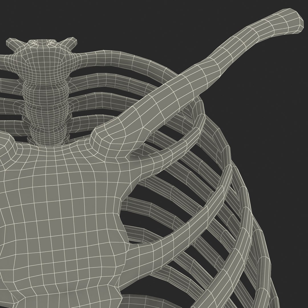 Rib Cage 3d C4d